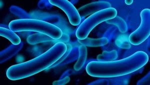 Bakterija proteus mirabilis – simptomi, uzrok i lečenje