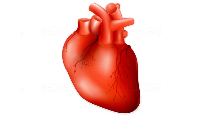 Srčani zalisci – anatomija, simptomi, uzrok i lečenje